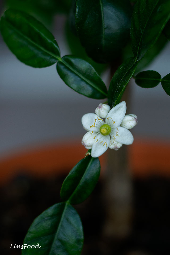 What are Kaffir Lime Leaves (+ How to Use Them)